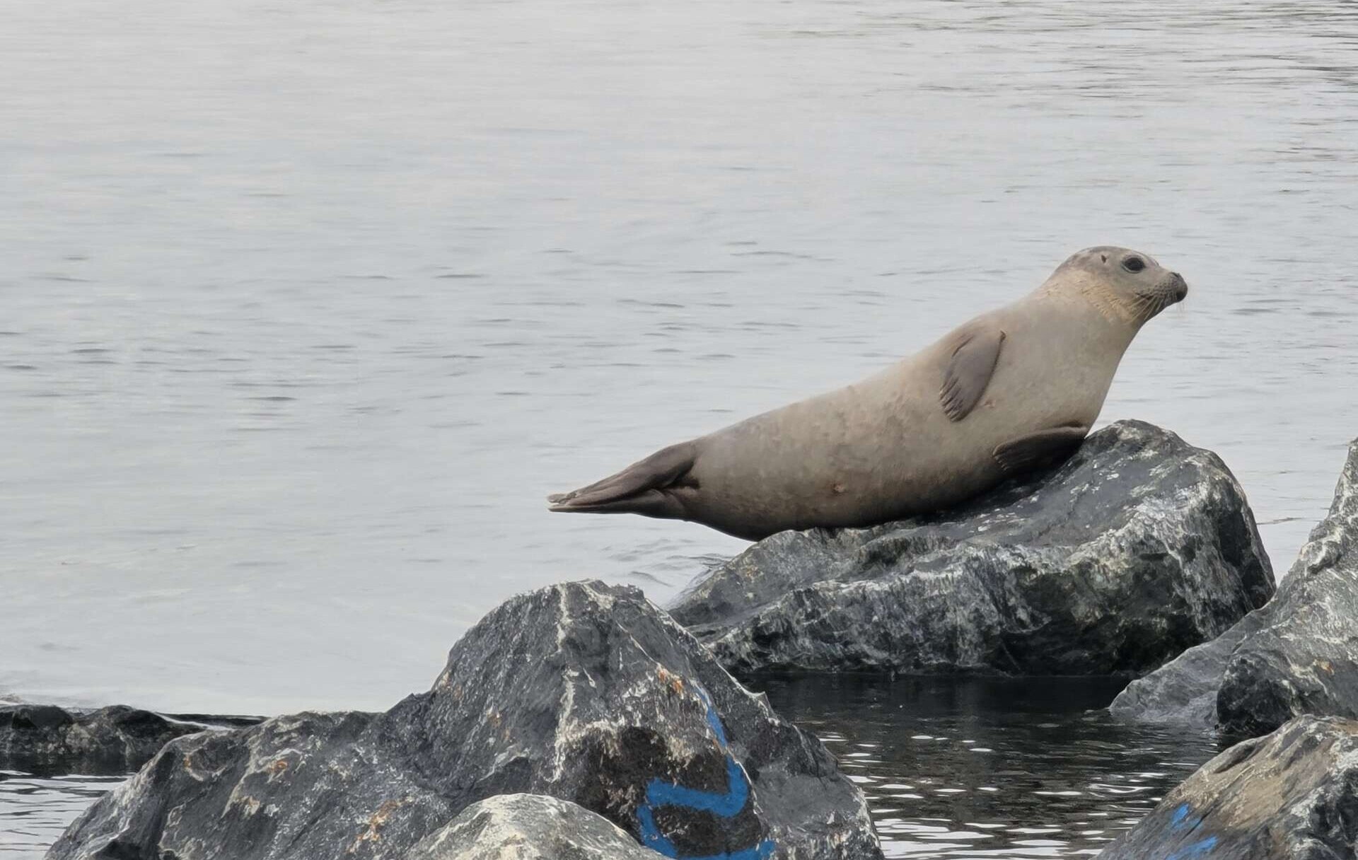 Living Breakwaters - SCAPE