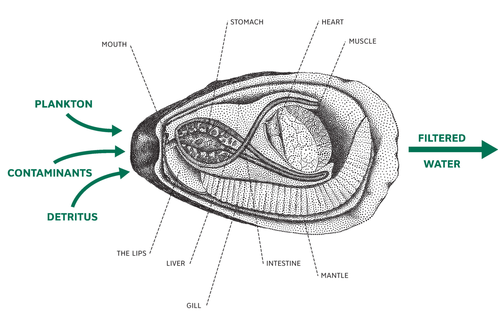 Oyster-tecture - SCAPE