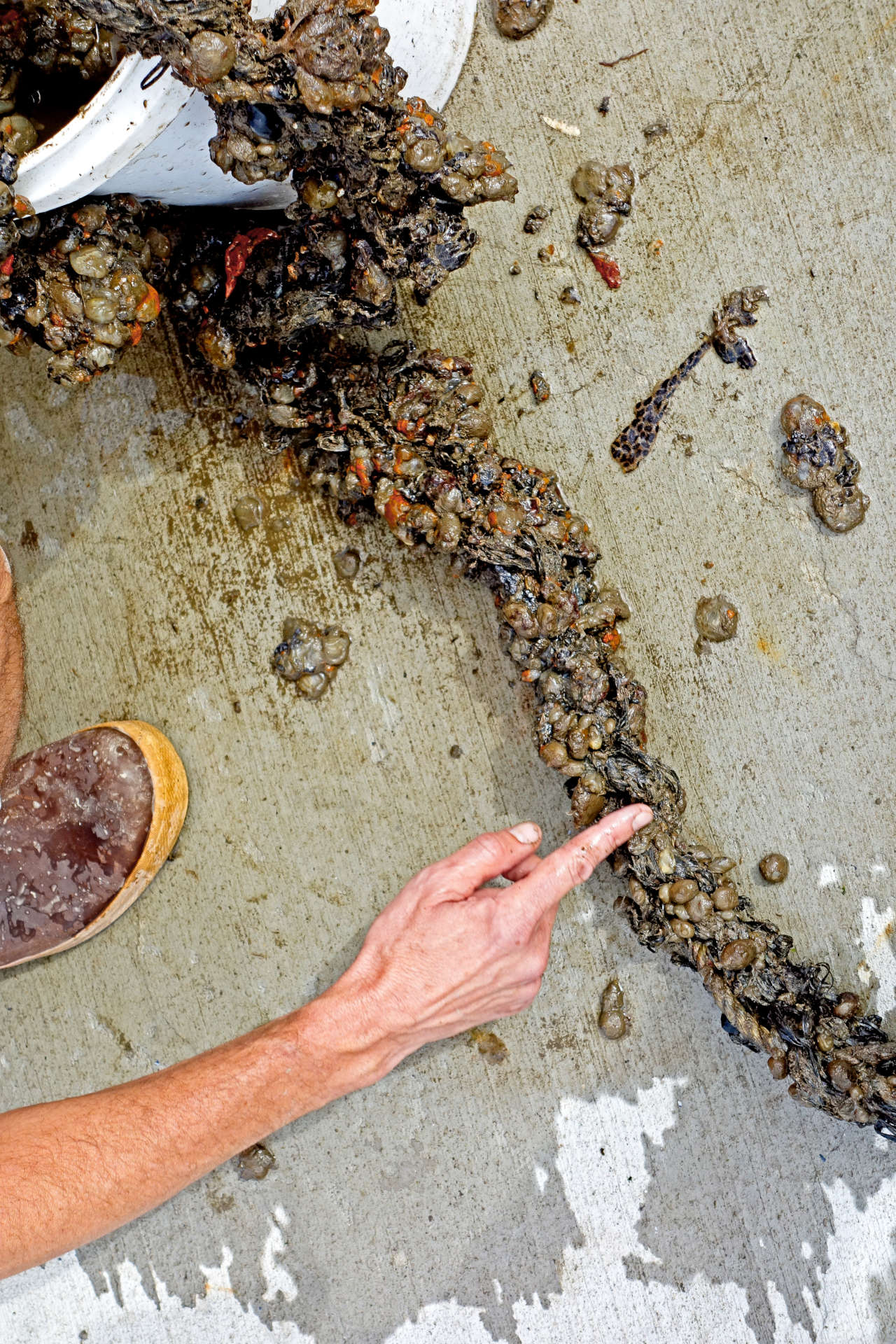 Sims Pier Fuzzy Rope Pilot - SCAPE