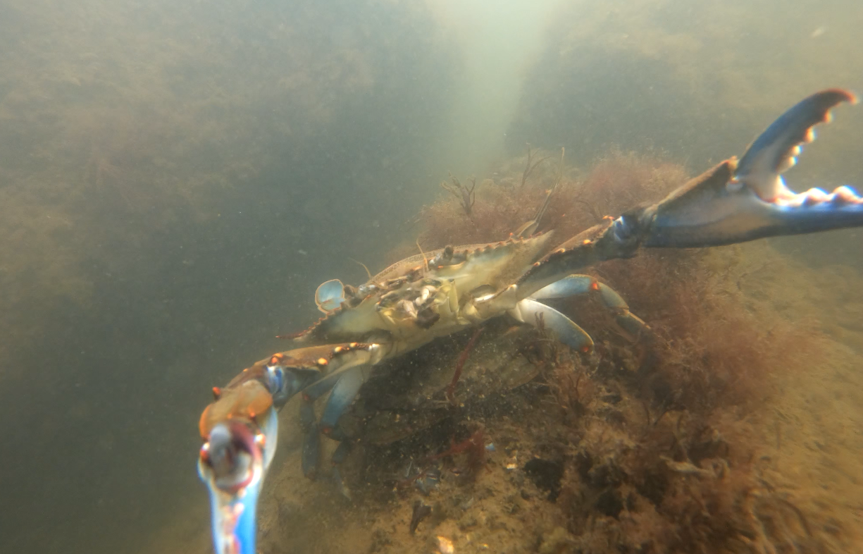 Living Breakwaters - SCAPE