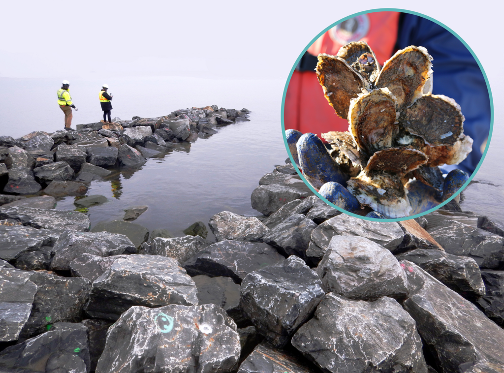 Living Breakwaters wins 2023 Obel Award - SCAPE