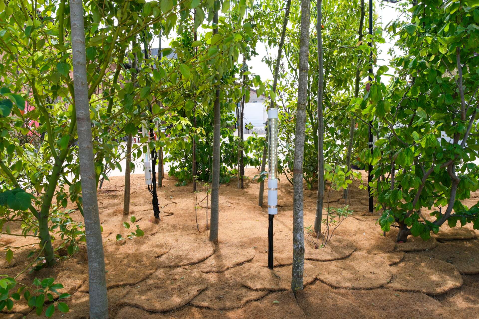 Cool Forest: Venice Architecture Biennale - SCAPE